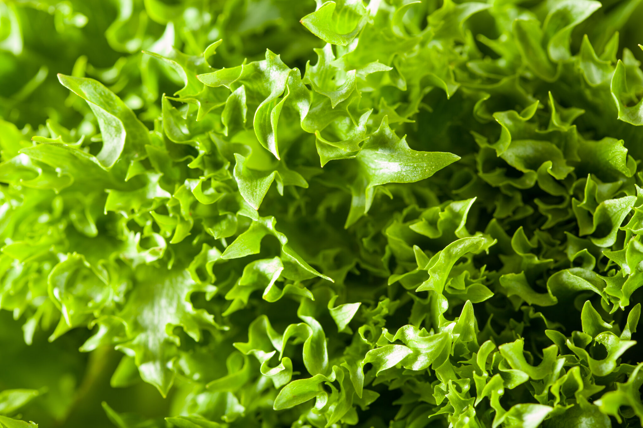 Salad Toppers & Breakfast Cereals | Bulk Options for Restaurants